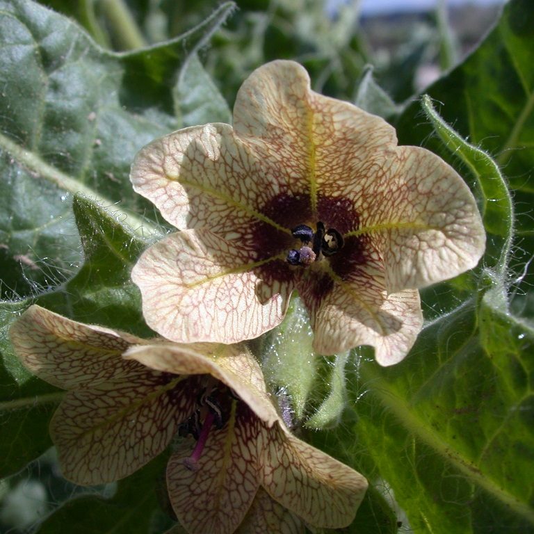 Noxious weeds – Summit CWMA