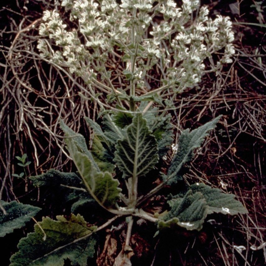 Noxious weeds – Summit CWMA