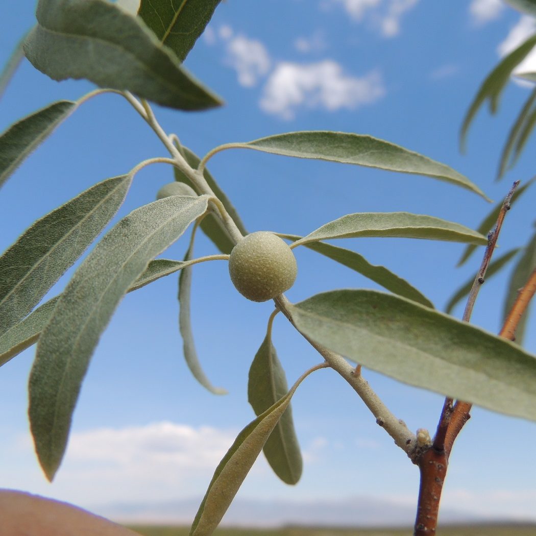 Noxious weeds – Summit CWMA