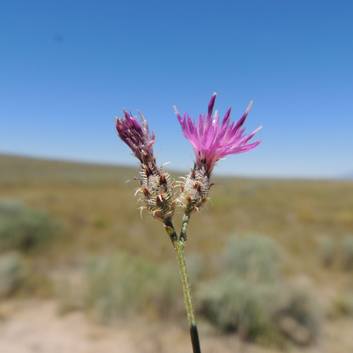 Noxious weeds – Summit CWMA