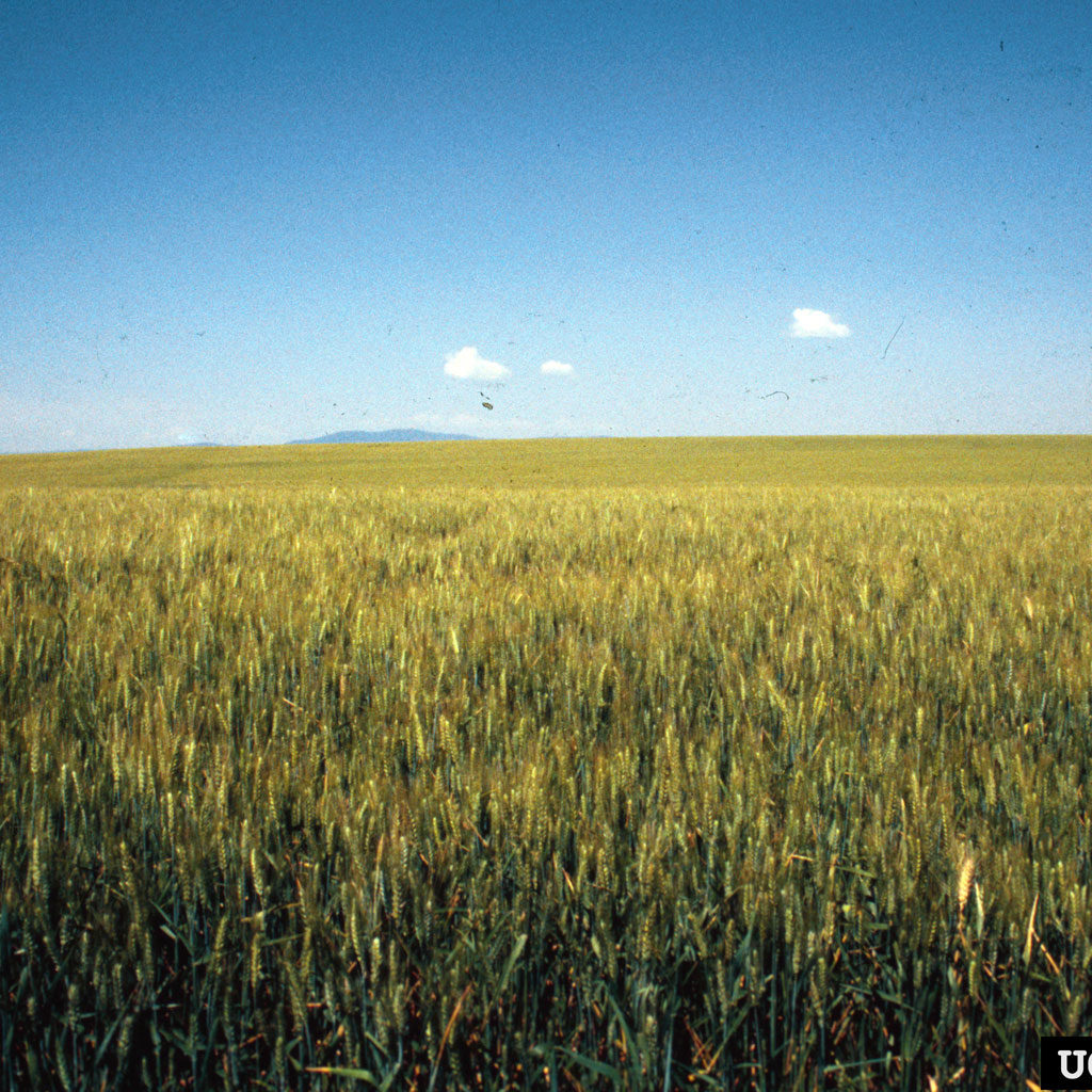 Noxious weeds – Summit CWMA